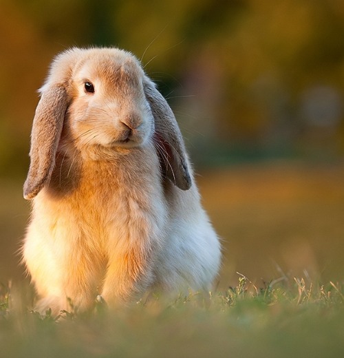 Content in a Cottage: Portrait of a Flop-Eared Bunny
