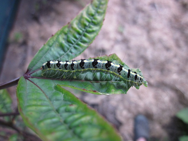 Tom and Anne's Garden: Transverse Moth