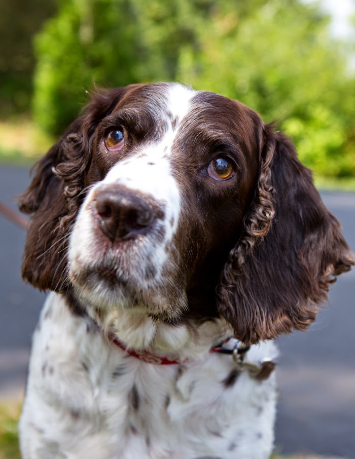 Shelter Dogs of Portland: "SUKI" the BEST LOVABLE blind Springer Spaniel