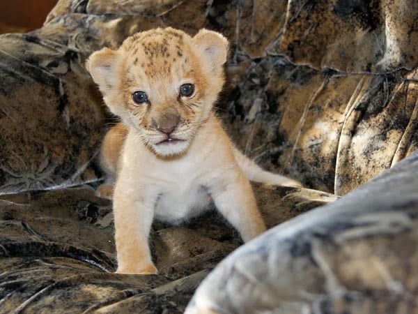 The Liger - A Fascinating Progeny | Heart of The Wilderness