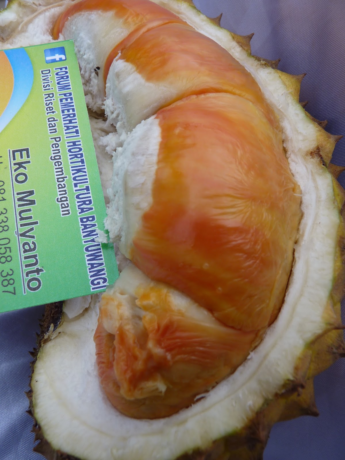 Durian Merah Banyuwangi Red Durio from Banyuwangi: Durian Merah ...