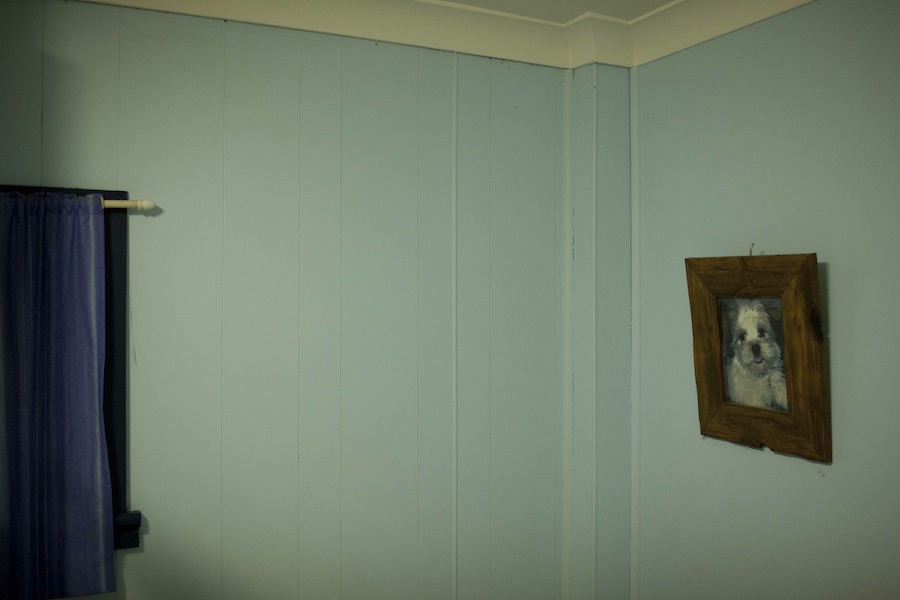 ARTICULATE: The Dog Show images - open Fri - Sun 11-5pm till 16 June