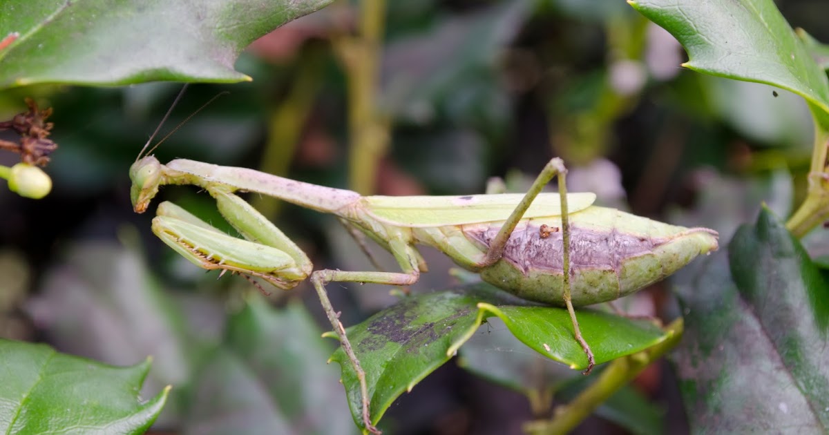 Urban Wildlife Guide: Praying Mantis