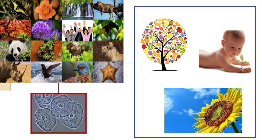 .: UNIT 4 Living organisms. Plants.