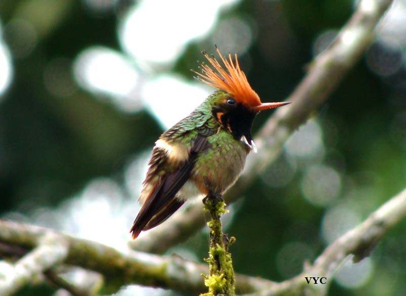 My Temple of Nature: Humdinger Hummingbirds
