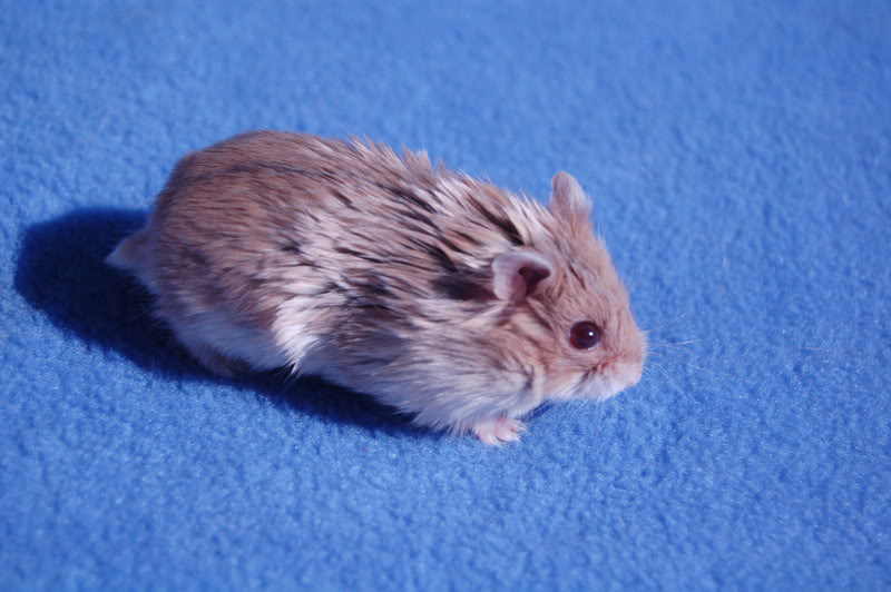 My Hammies World: Campbell's Russian Hamster Colors, Patterns And Coats