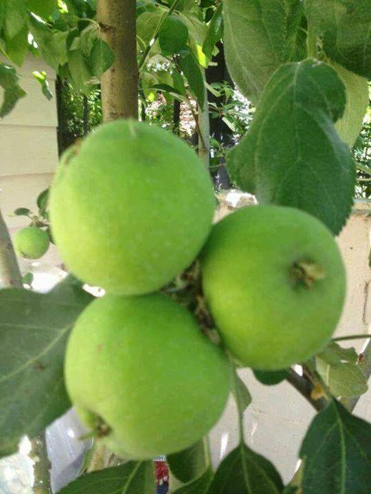 karya ku : paridah ishak: MANAFAAT SEBIJI EPAL.