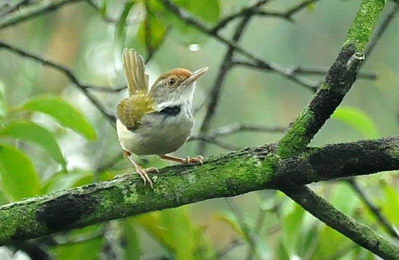 Doro's Animal World: Tailor Bird ('Tuntuni' in Bengali)