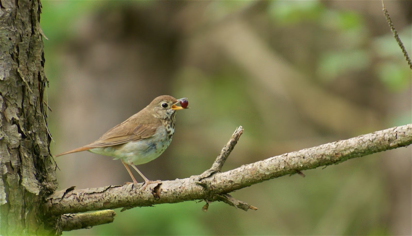 Grive solitaire - Hermit Trush