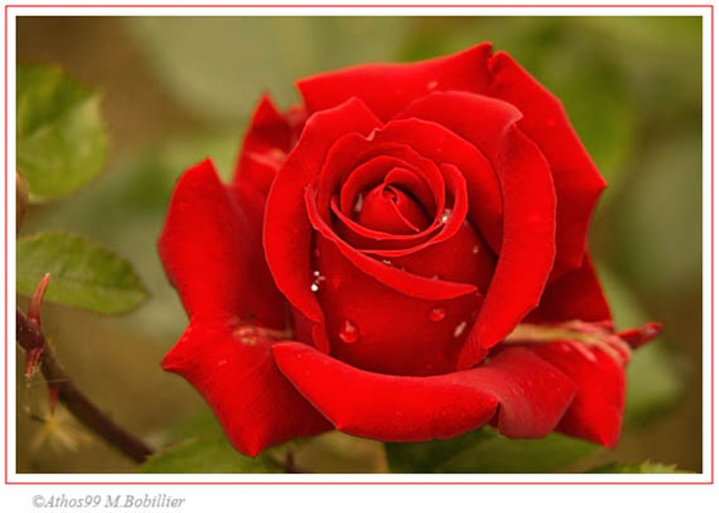 Ceritera Semua ::..: ........ Cerita Rose .........