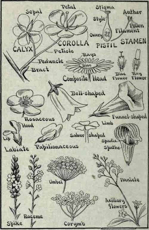 Emma Foster CGA&A: Flower, Tree & Leaf Forms