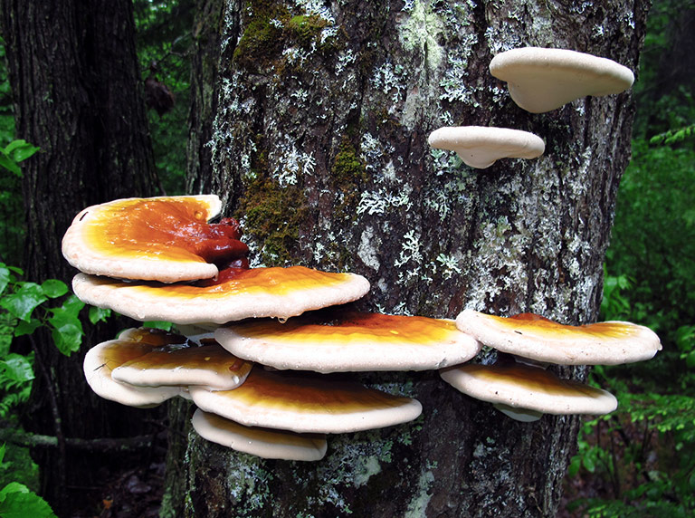 GANODERMA-MEDICINAL MUSHROOM ~ HERTU Farms - " Do an ordinary things in ...