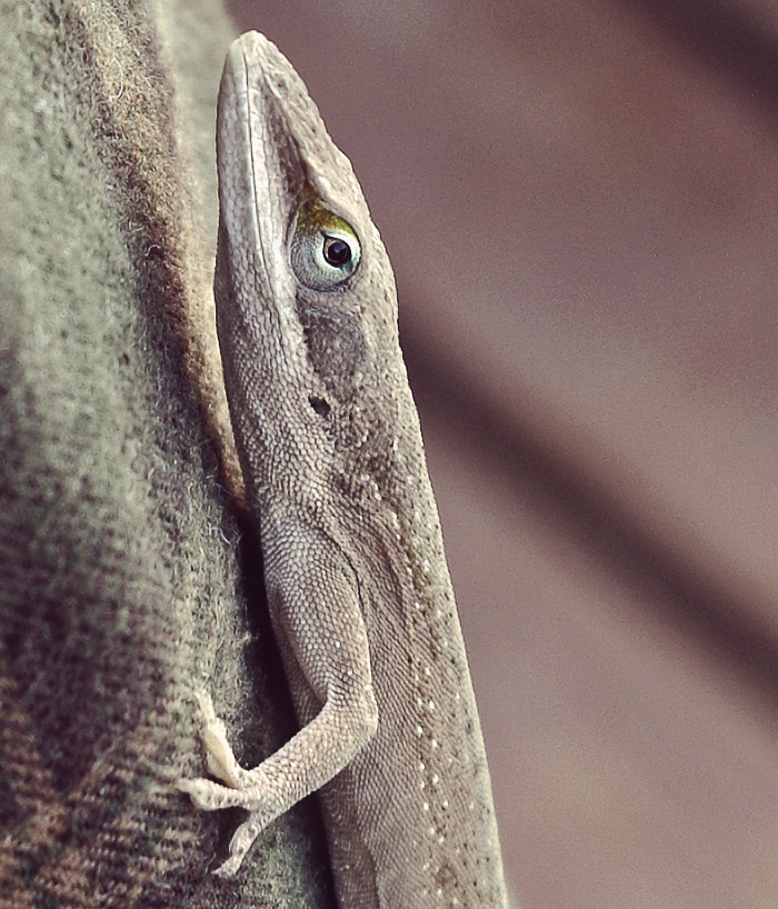 Texas Lizards - Let's Learn To Sew