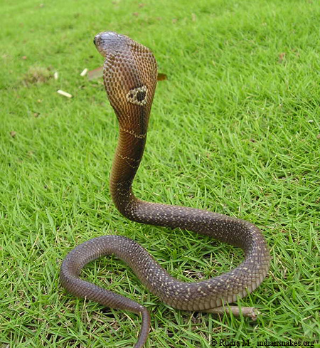 Monocled Cobras ~ Venomous Snakes