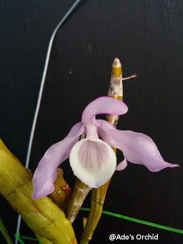 Ade's Orchid: Dendrobium tortile