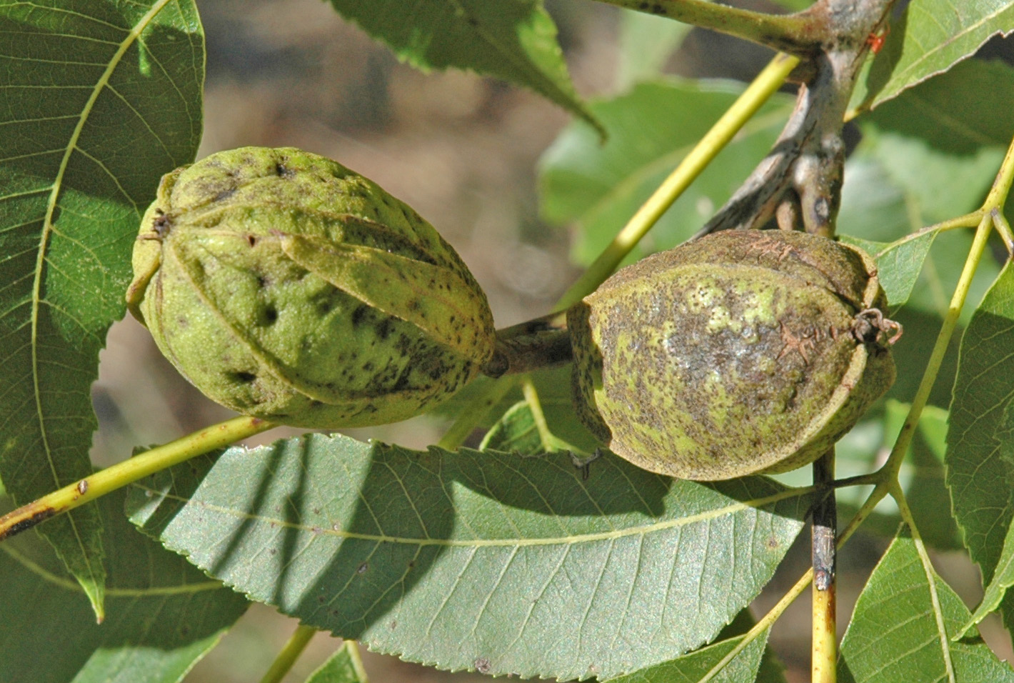 Northern Pecans: Pecan scab in a dry year