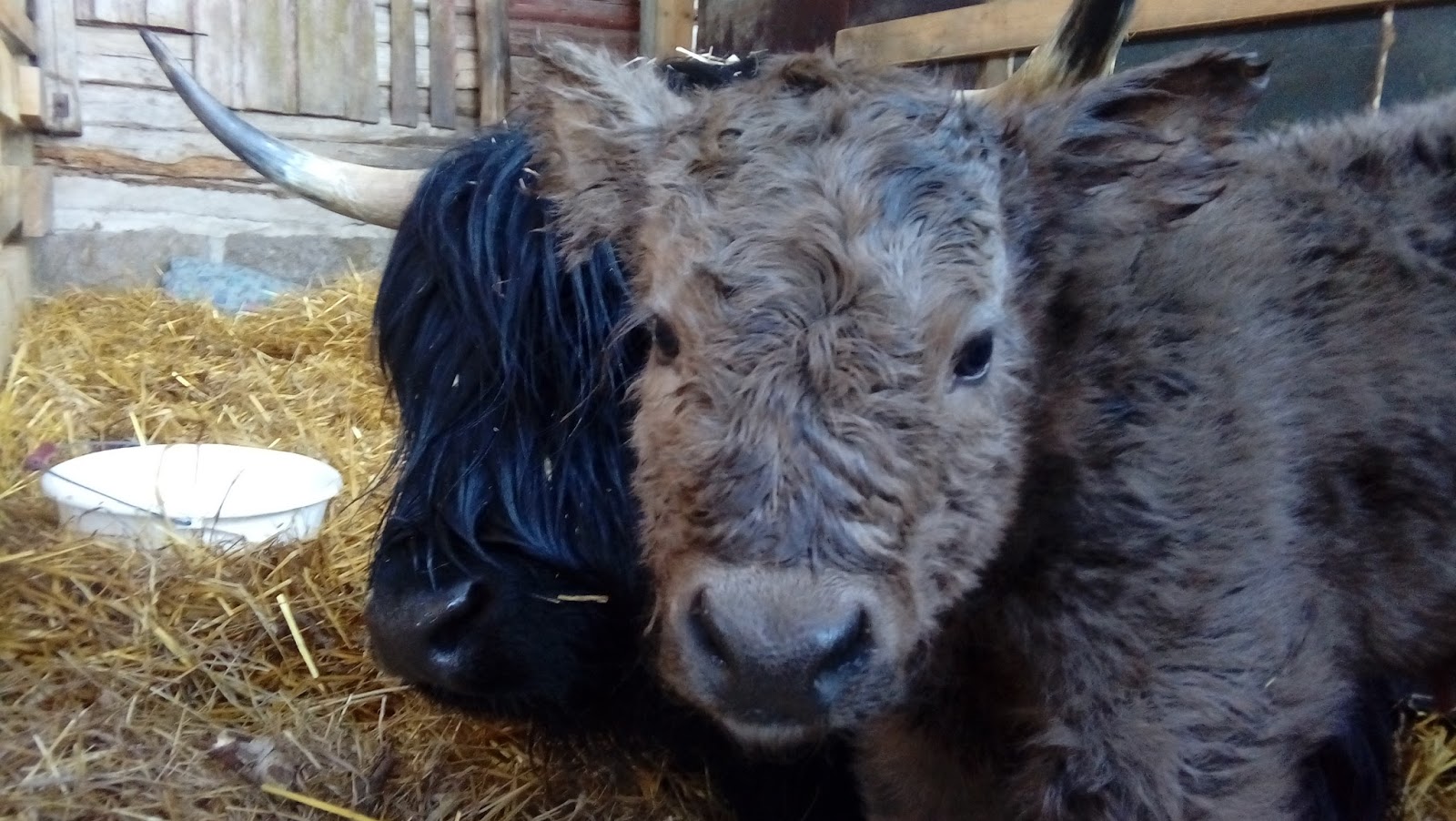 Boe's Highland Cattle: Kalvar / Vasikoita 2018