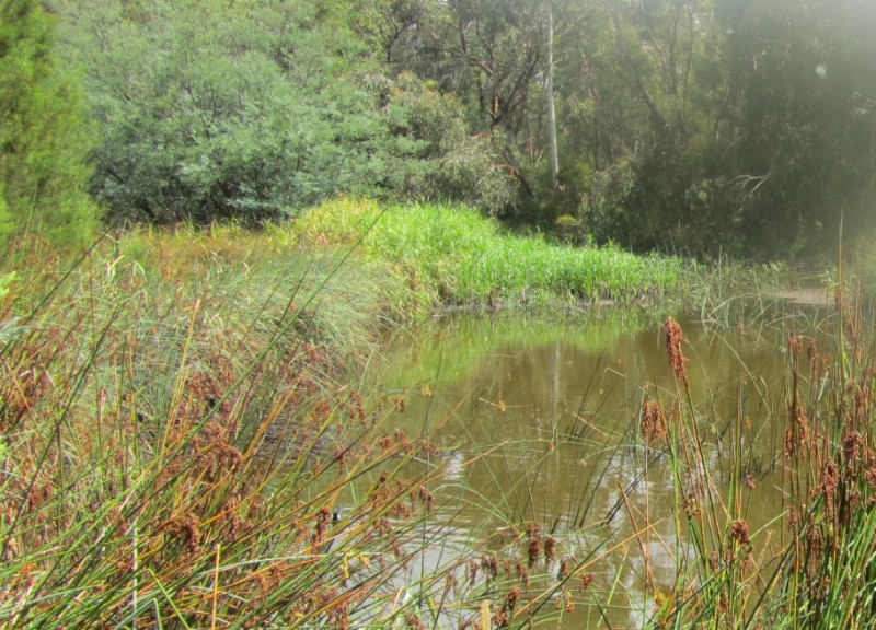 TRACKS, TRAILS AND COASTS NEAR MELBOURNE : Mulgrave Wetlands Reserve