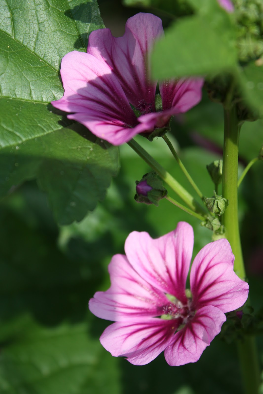 Rostig romantik: Malva till tusen!