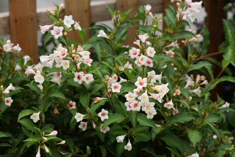 Proven Winners® ColorChoice® Plant of the Week: Plant of the Week ...