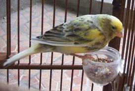 canary bird: Apa itu Kenari Lizard??