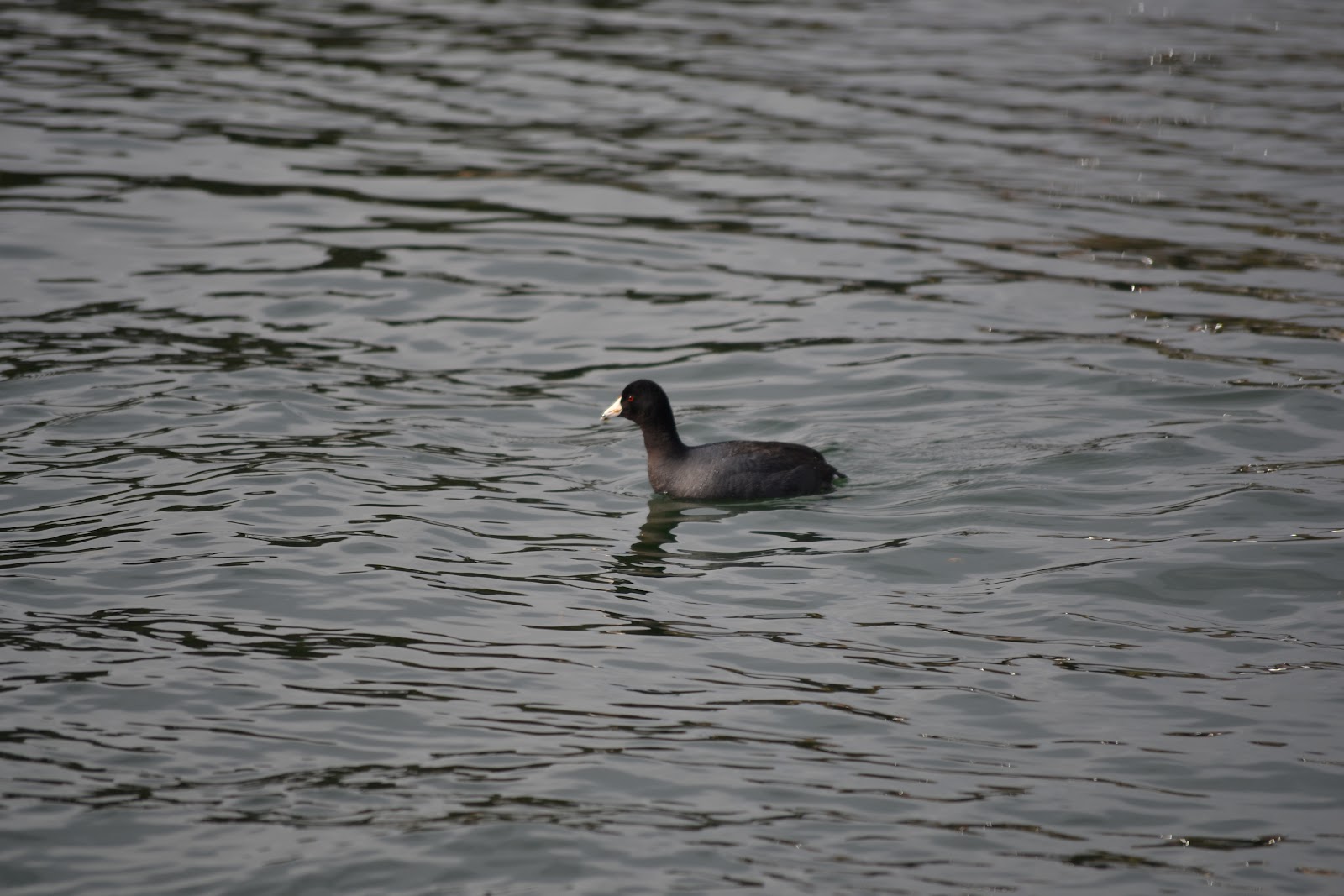 The Species of Santa Barbara: Mud Hen (American Coot)