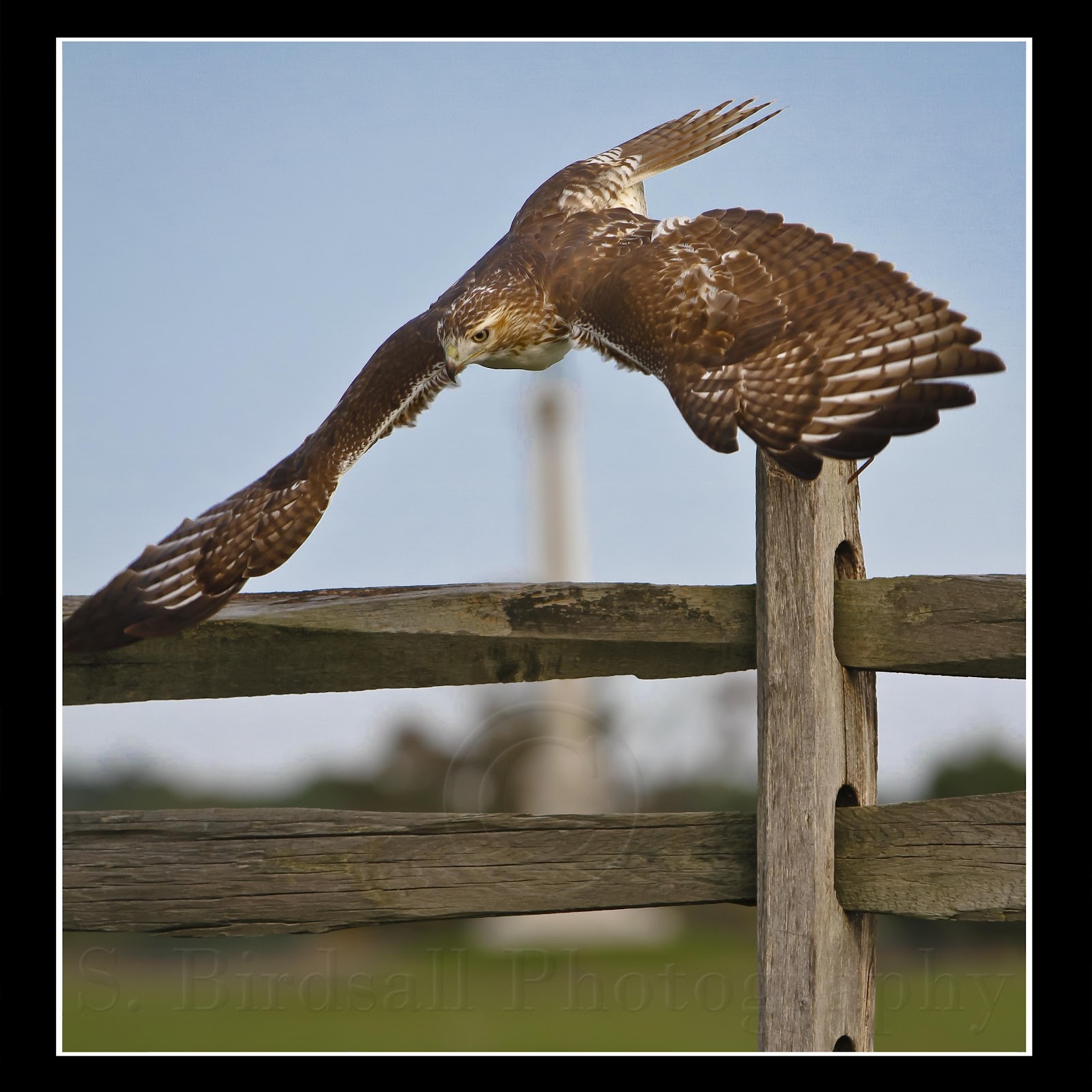 S. Birdsall Photography: Oh POOP, Did You See That Hawk?