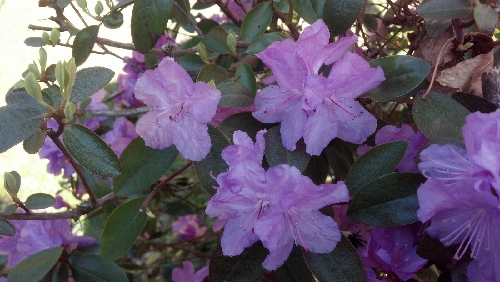 The Grilling Greek: Voodoo Chicken