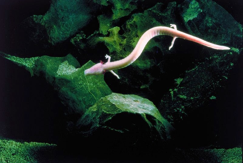 Espeleología Básica: diciembre 2014