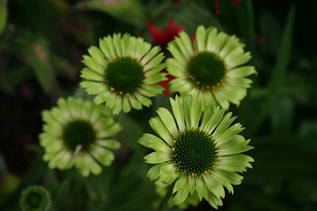 Bloomingwriter: Gardening in Nova Scotia: Green Flowers for the Irish ...