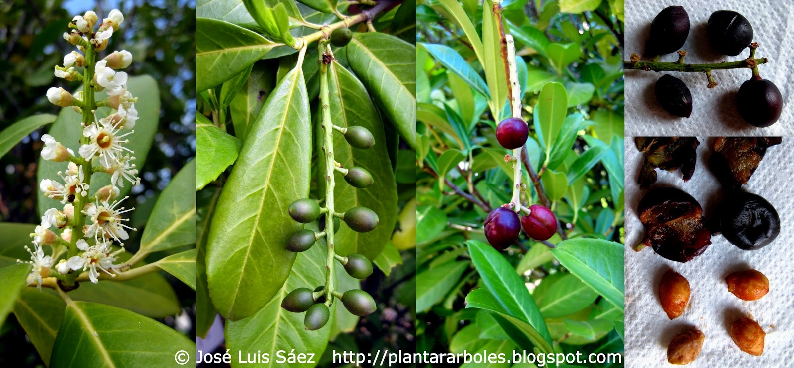 PLANTAR ÁRBOLES y arbustos: Árboles NO Autóctonos de España (Alóctonos)