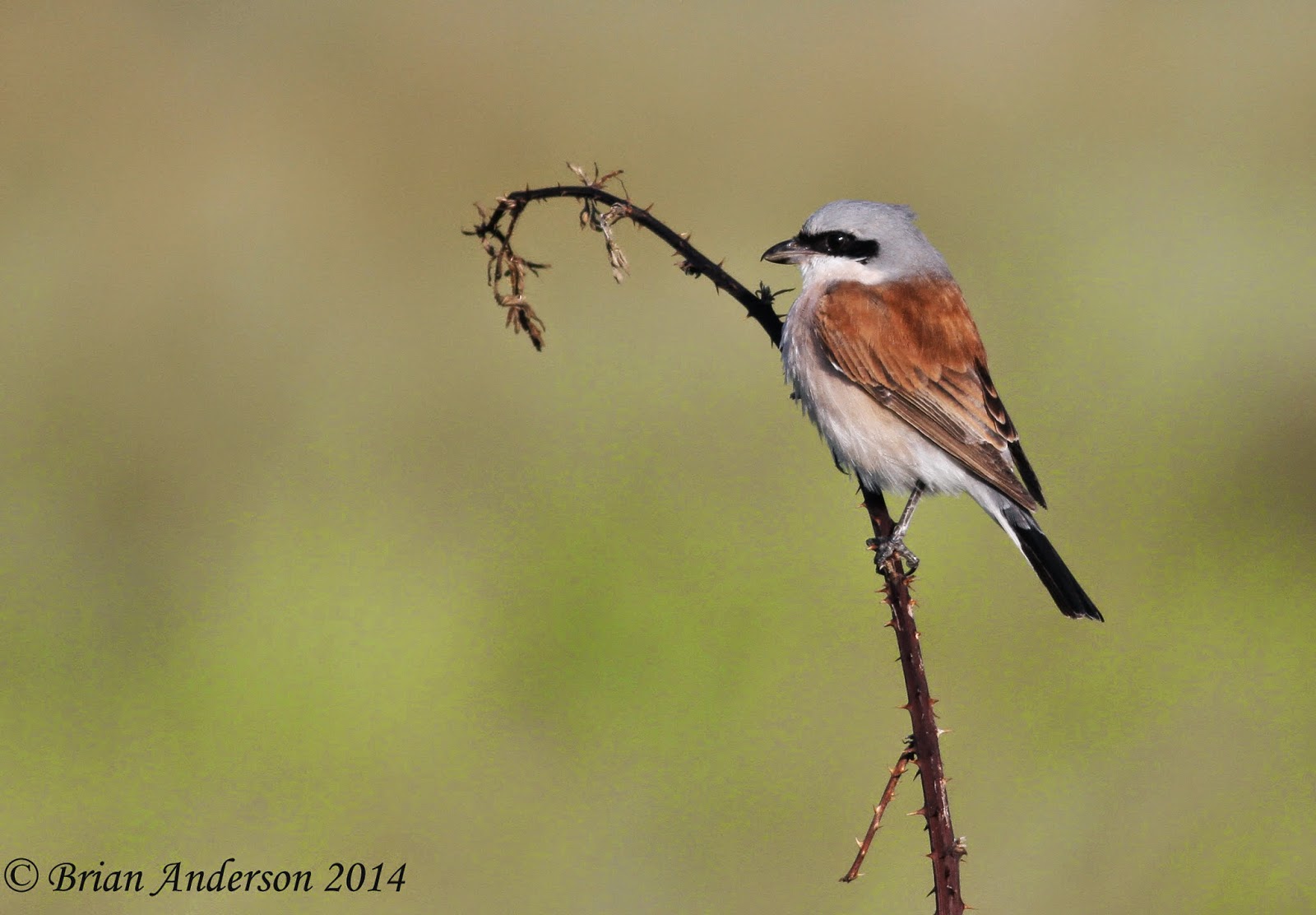 Brian's birding blog: More Red-backed Shrike