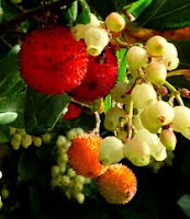 BUNGA: NAMA dan ARTI BUNGA dari A - Z