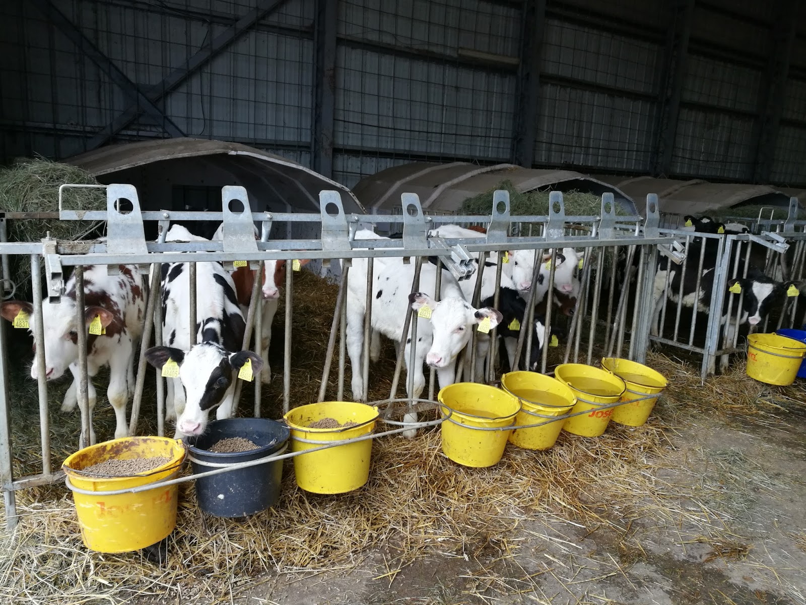 Veterinärstudent i Kaunas, Litauen.: Kossor, kossor och flera kossor