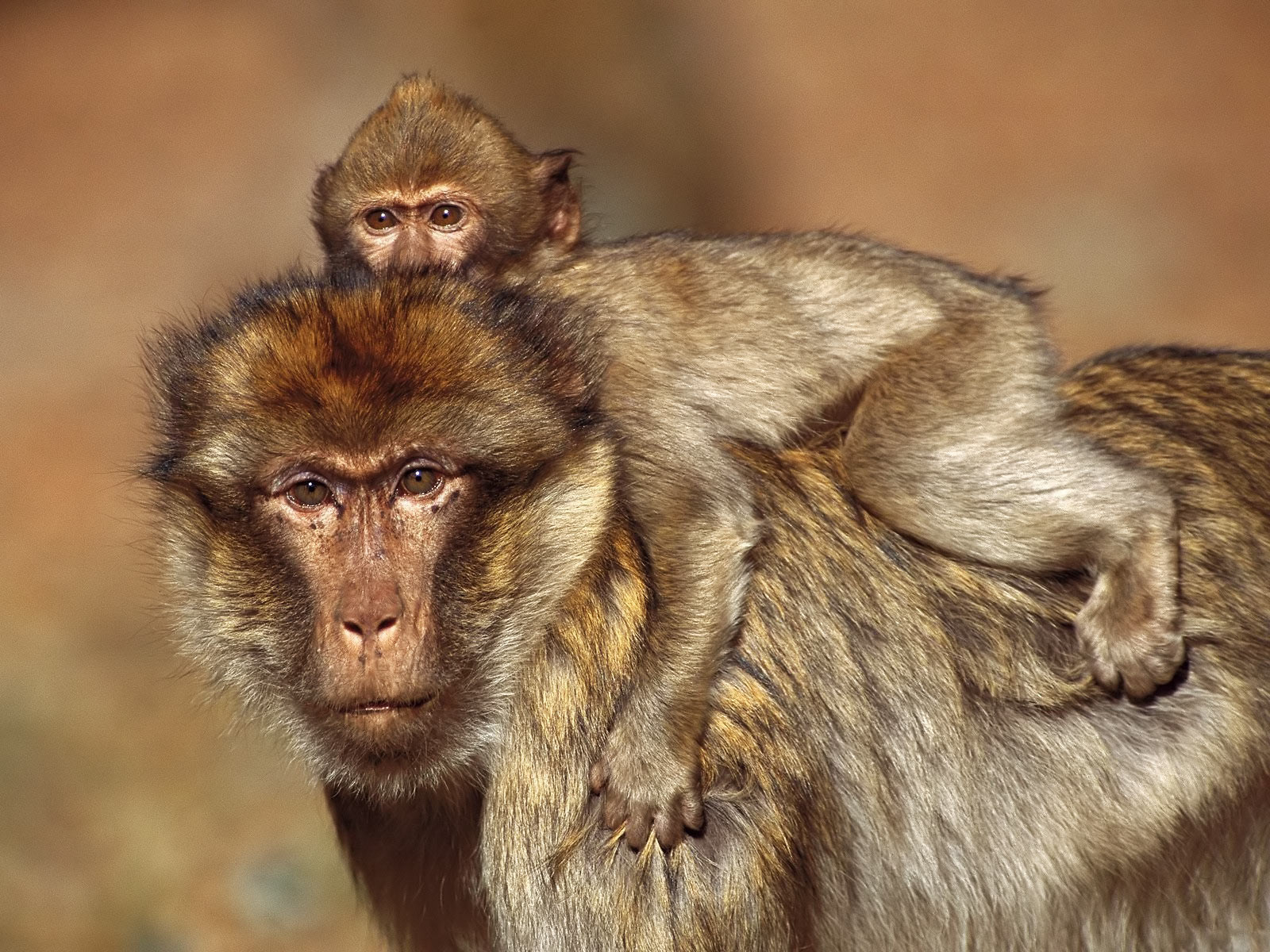 Baboon-Yellow-Papio Cynocephalus