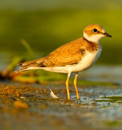 Little ringed plover | Birds of India | Bird World