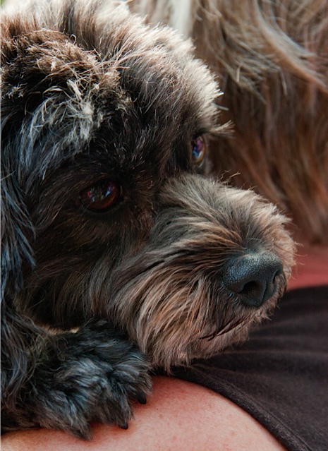 My Darling Darlinghurst: Across the Border: Potts Point: Lizzie Bay Dog ...