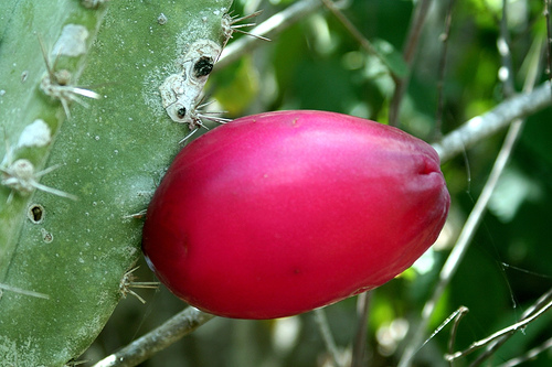 Desbravando Tudo: Especialidade de cactos