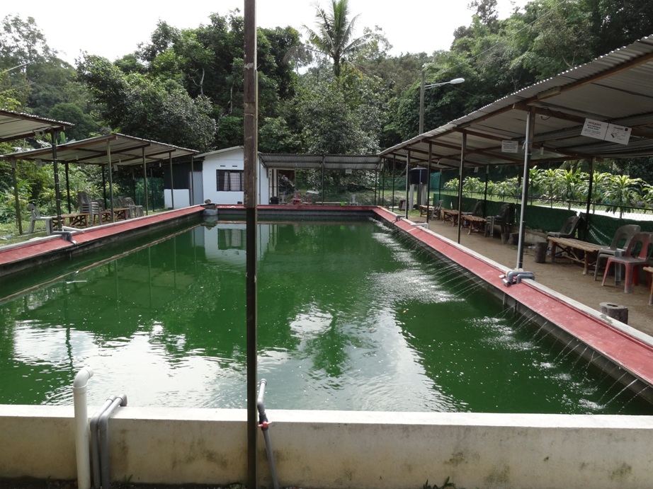 Fishing Spots in Kuala Lumpur & Selangor: Giant freshwater prawn ...