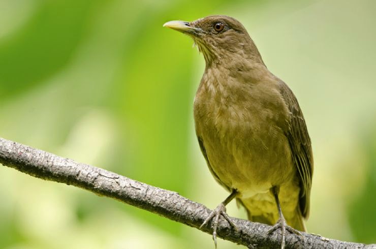 Bellas Aves de El Salvador: Turdus grayi (chonte o senzontle) Residente