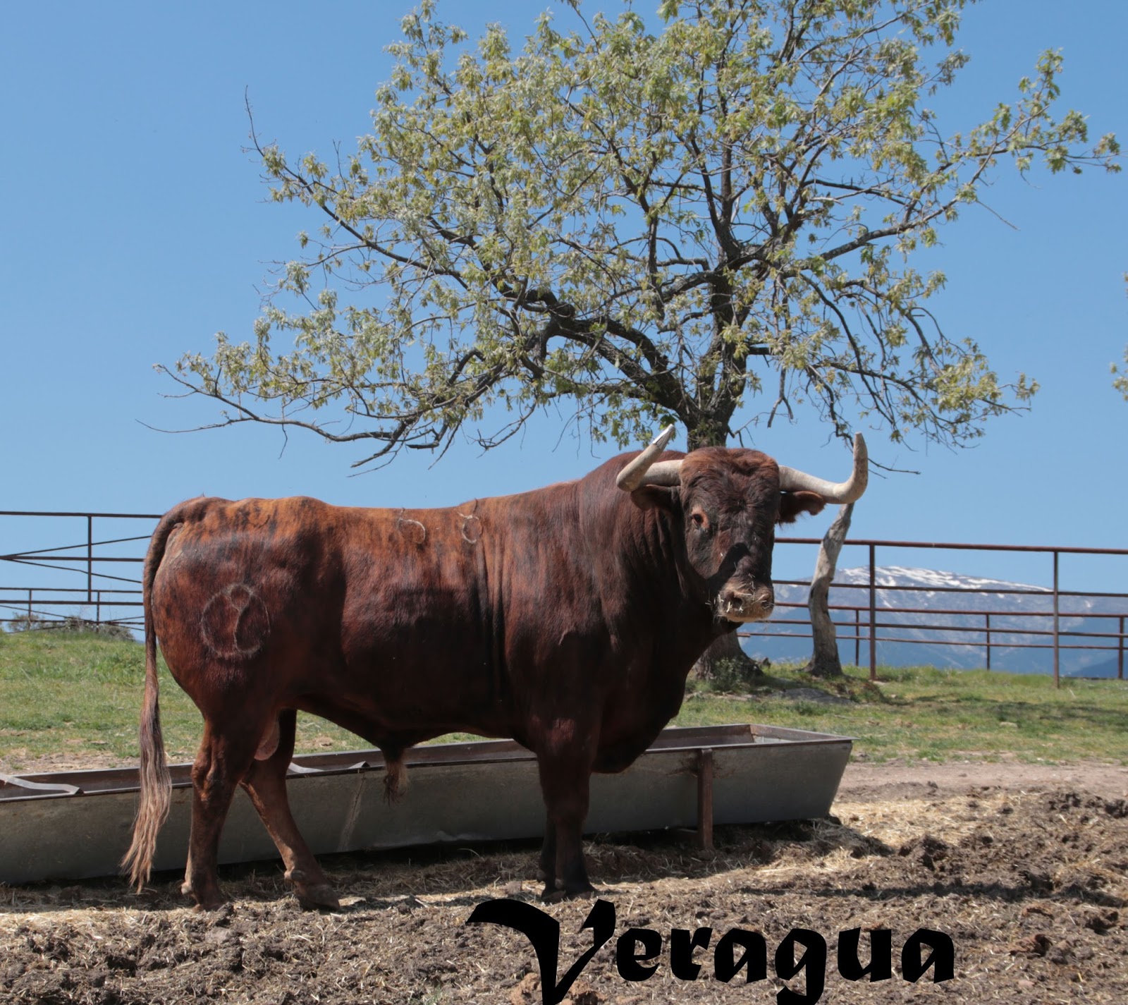 Encastes Bravos: Victoriano del Rio: toros de puerta grande