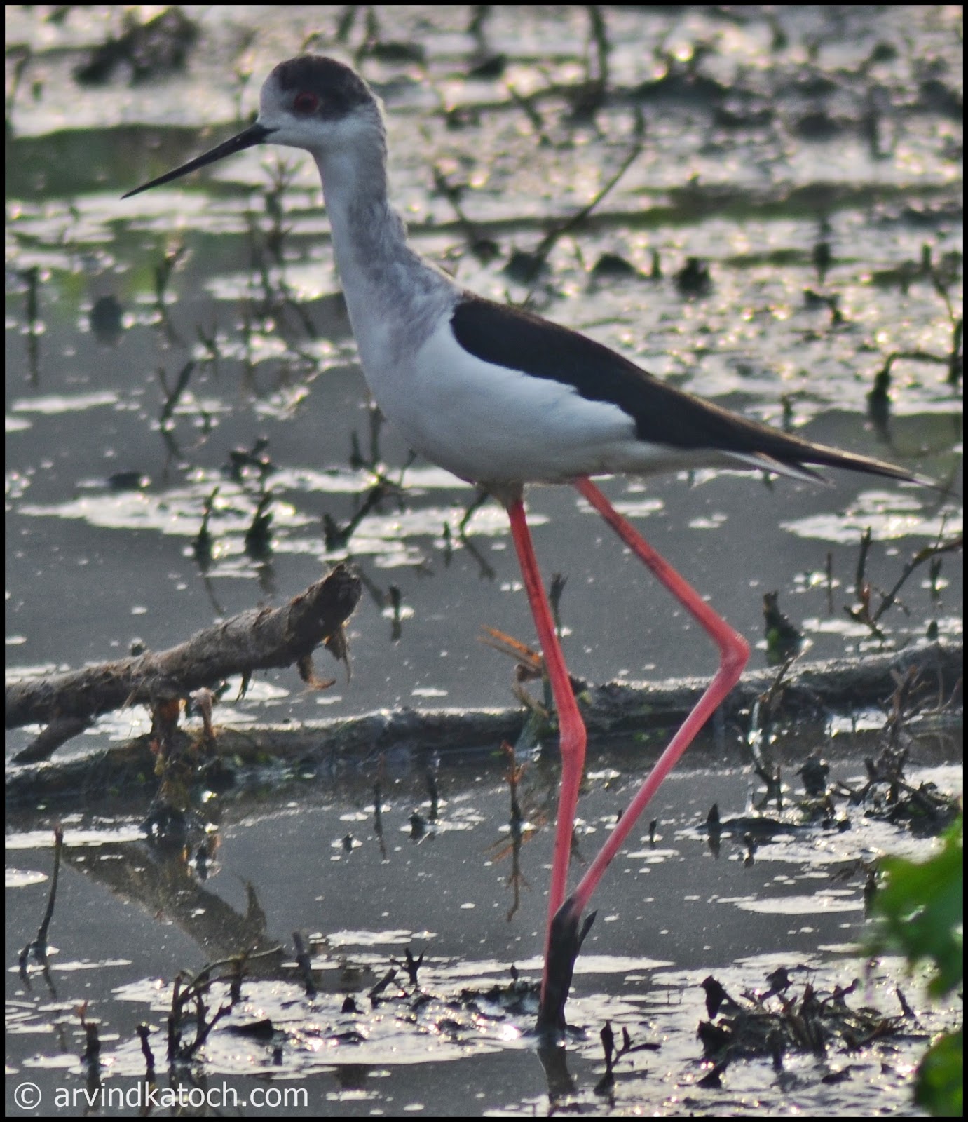 Black-Winged Stilt Pictures and Detail (A Bird with Narrow and Tall legs)