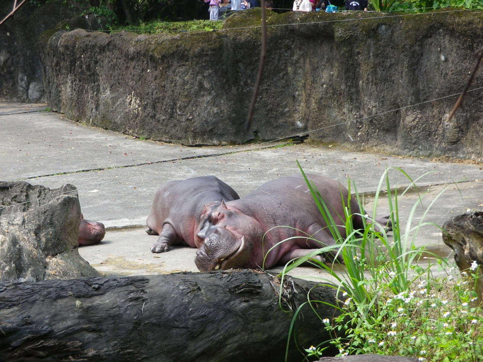 the gratefulness of a beautiful mind: Taipei Zoo.