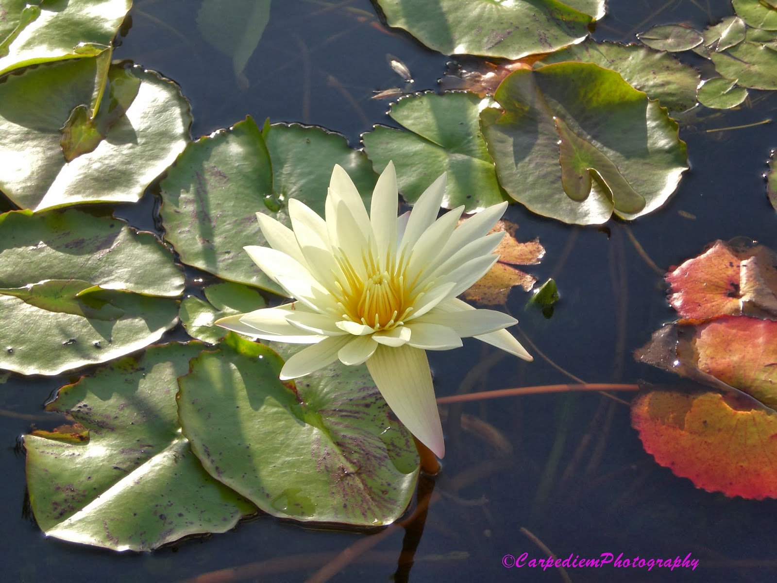 ShinningStarXiomara: My Top ten pix from Maui, HI (April 2008)