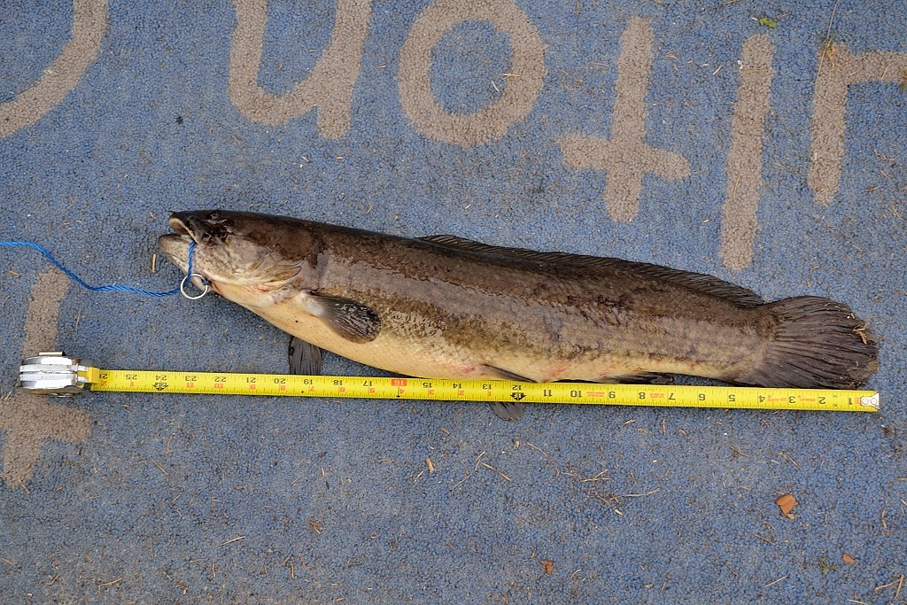 Bleecker Mountain Life: Mudfish