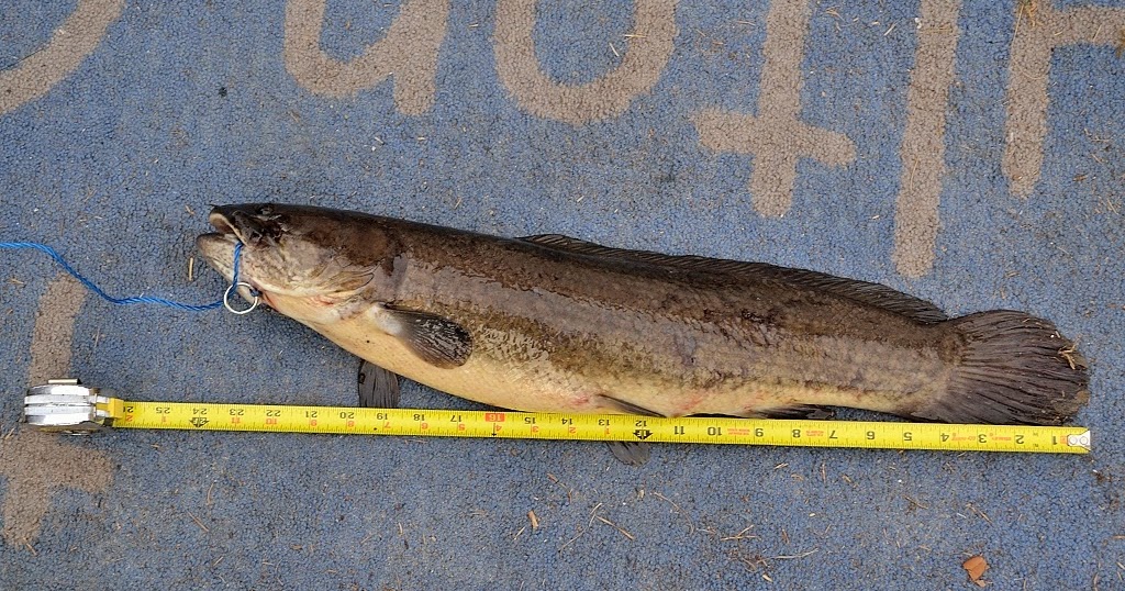 Bleecker Mountain Life: Mudfish