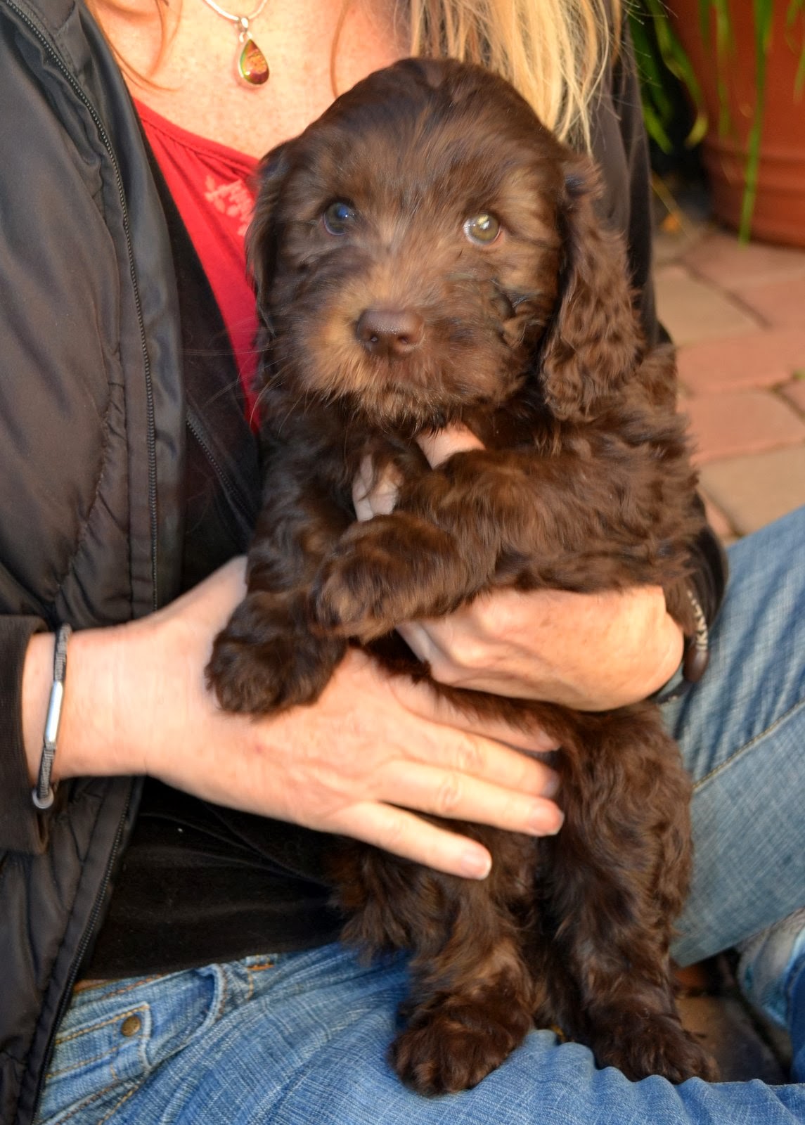 Golden Gate Labradoodles: Authentic Australian Labradoodles: "Just ...