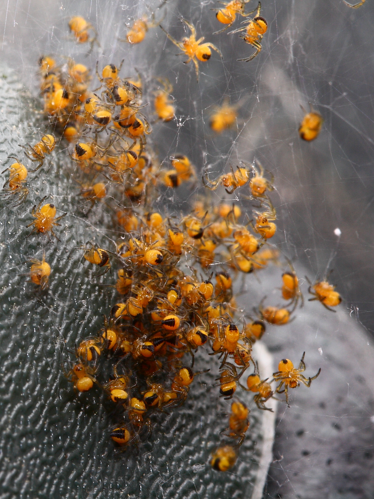 New born spiders