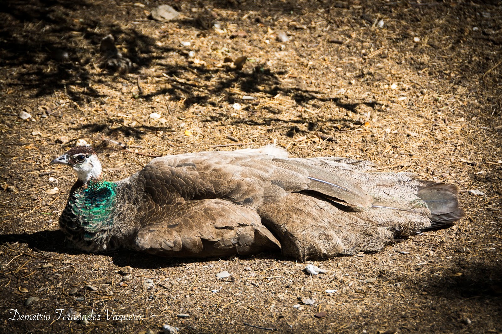 Siesta III (2 fotos) Pava Real y Pavo Real blanco | Fotografía Demetrio ...