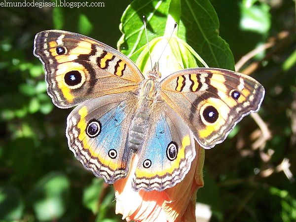 MIS MARIPOSAS - EL MUNDO DE GISSEL